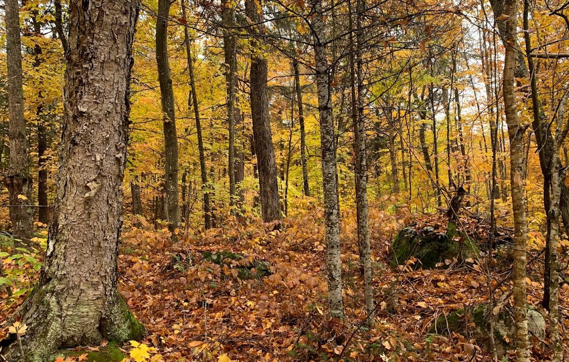 MFTIP » Watson Forestry